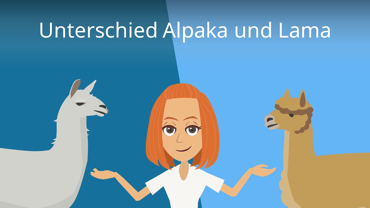Unterschied Alpaka und Lama • Was zeichnet sie aus? · [mit Video]