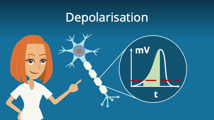 Depolarisation • einfach erklärt · [mit Video]