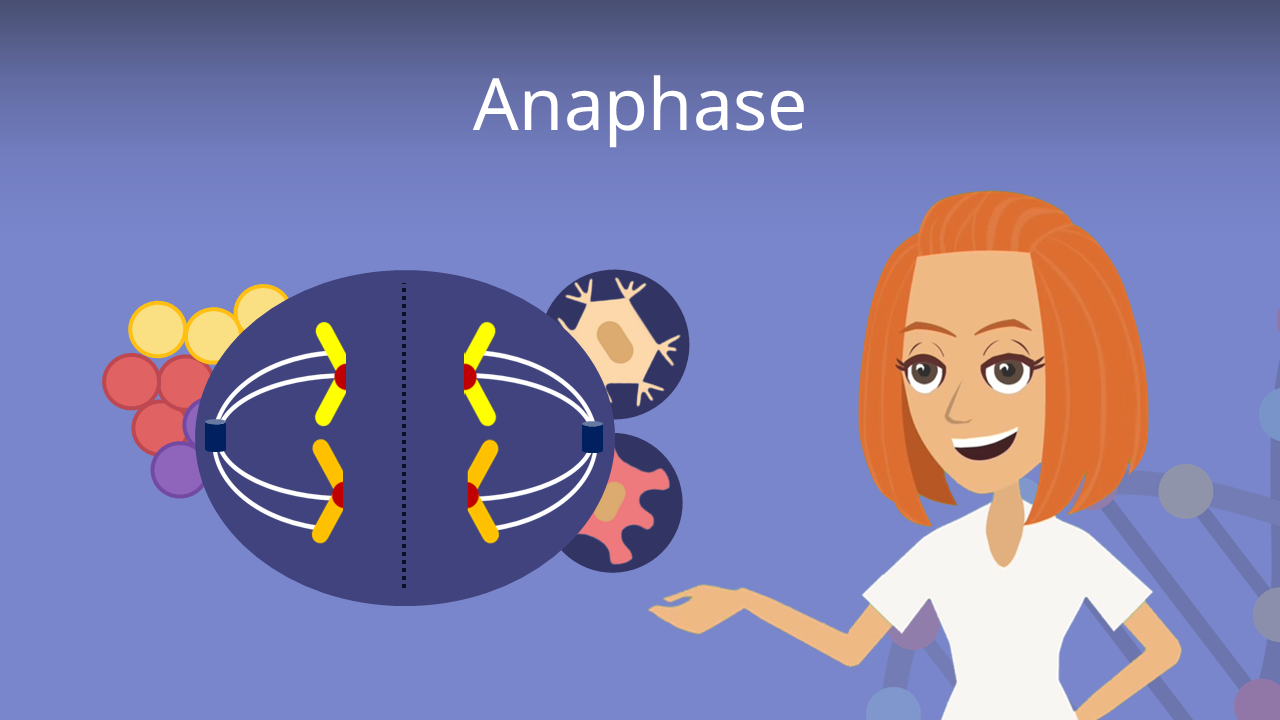 Anaphase • Ablauf & Erklärung · [mit Video]