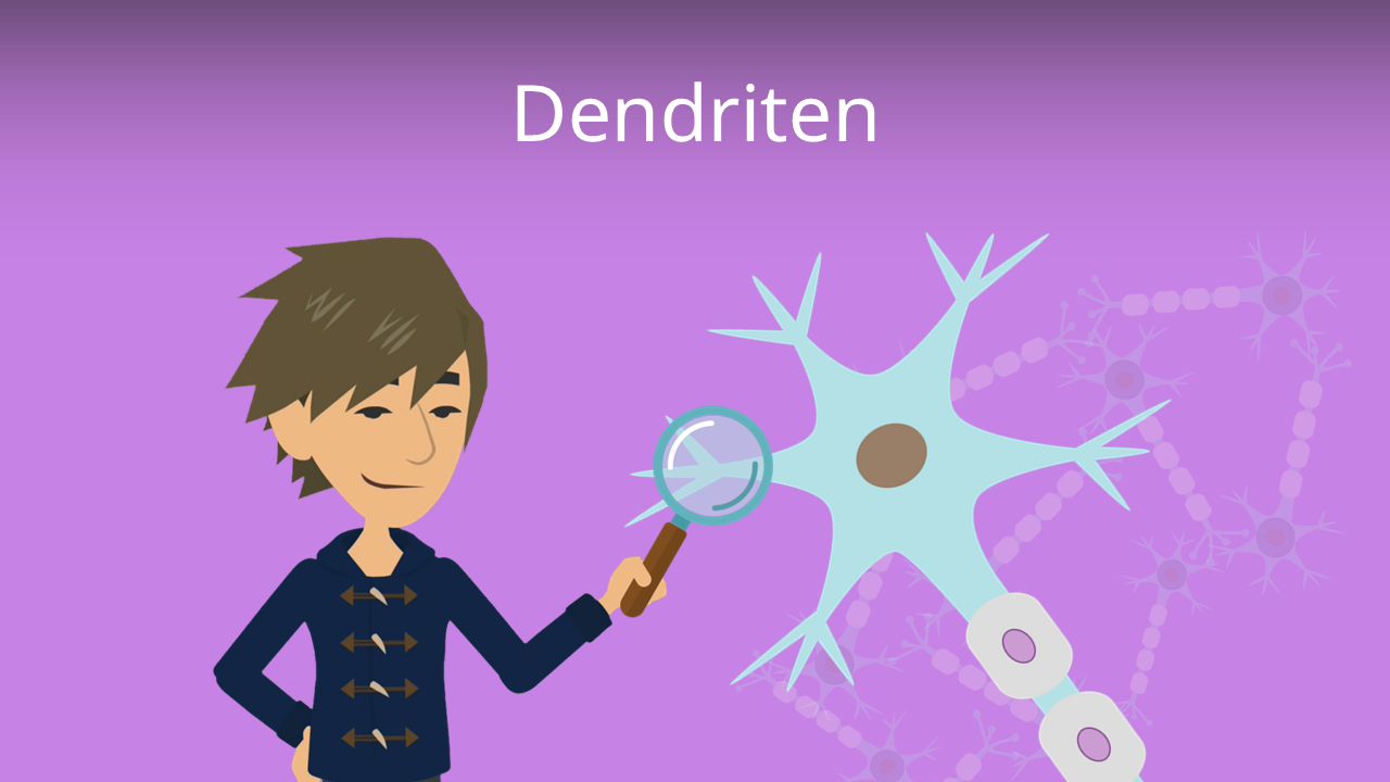 Dendriten • Funktion & Aufbau · [mit Video]