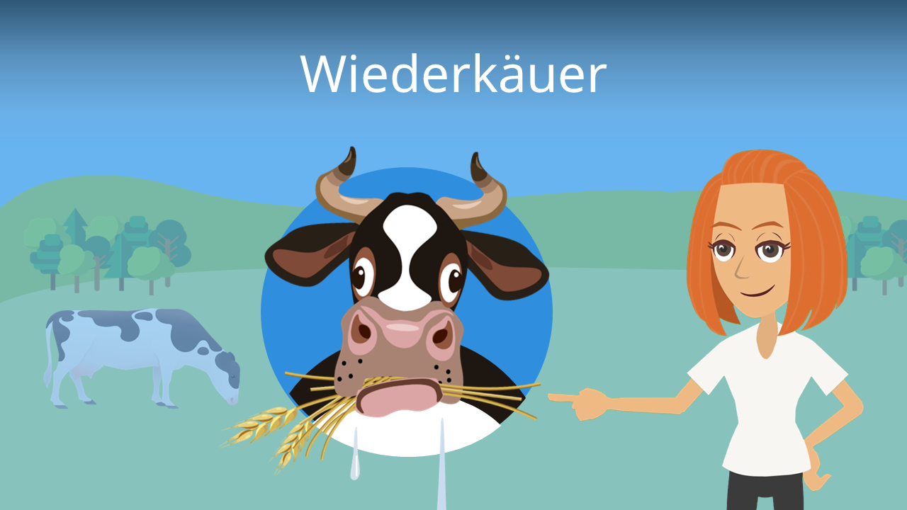 Wiederkäuer • Wiederkäuermagen, Tiere · [mit Video]