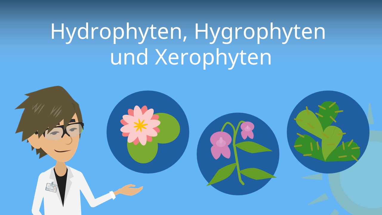 Hygrophyten • Definition, Aufbau und Anpassung · [mit Video]