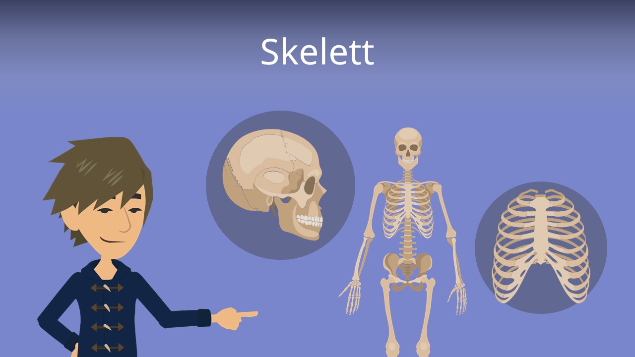Skelett • 10 Fakten über das Skelett · [mit Video]