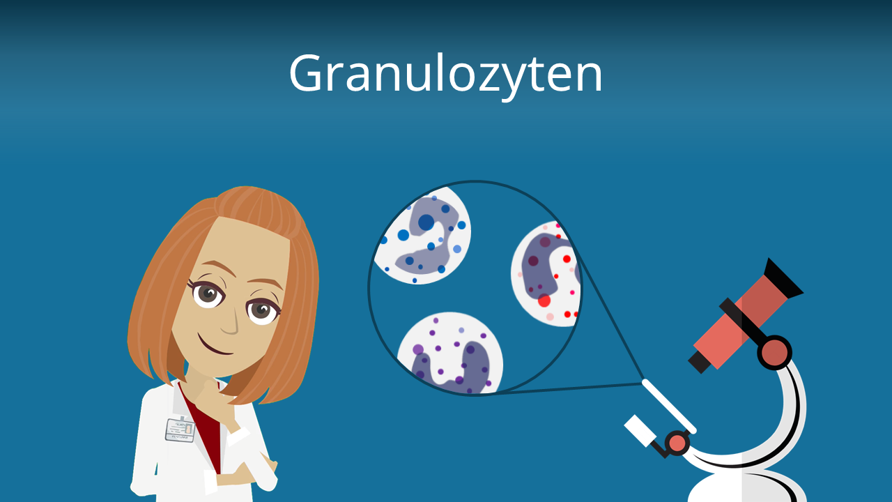Granulozyten • Definition, Arten & Normwerte · [mit Video]