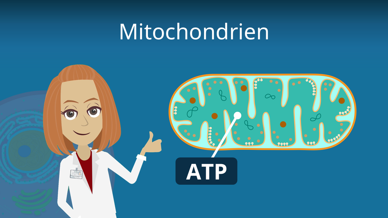 Mitochondrien • Aufbau und Funktion einfach erklärt · [mit Video]