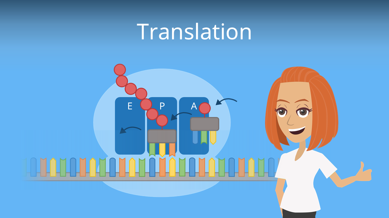 Translation (Biologie) • Definition und Ablauf · [mit Video]