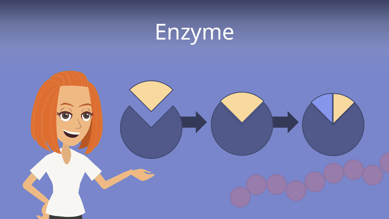 Was Sind Enzymmuster | Was sind Enzyme? Einfach erklärt für Kinder ...