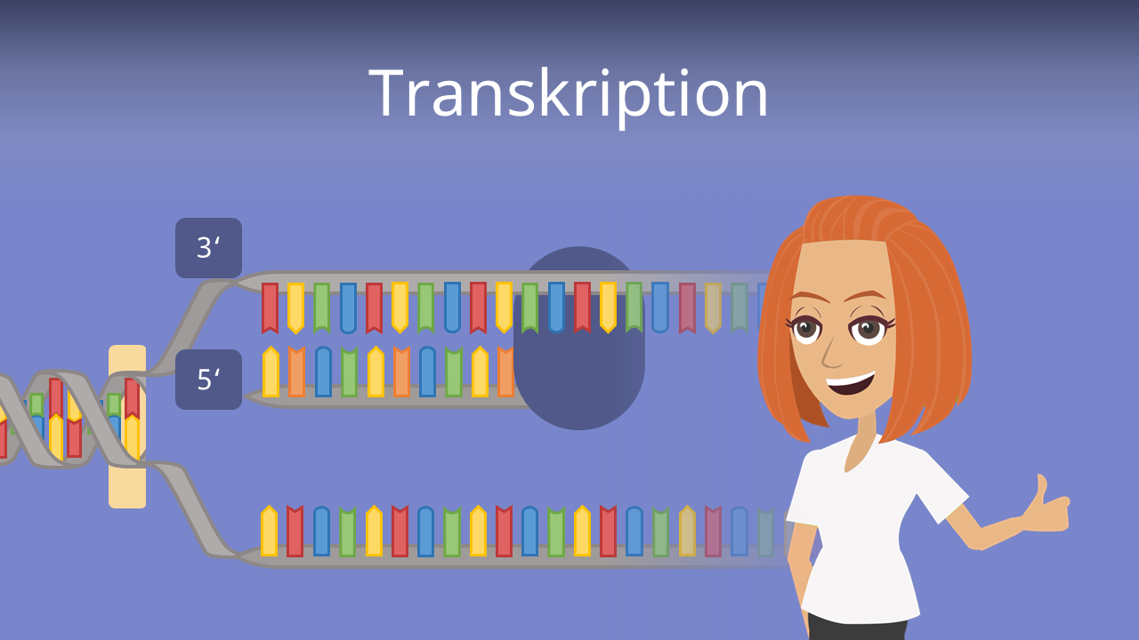 Transkription (Biologie) • Ablauf und RNA-Prozessierung · [mit Video]