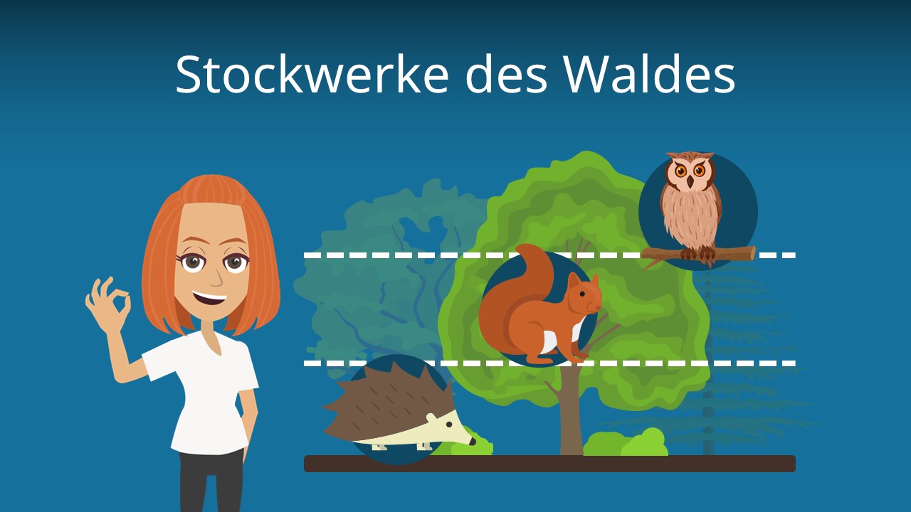 Stockwerke des Waldes • Aufbau & Tiere · [mit Video]