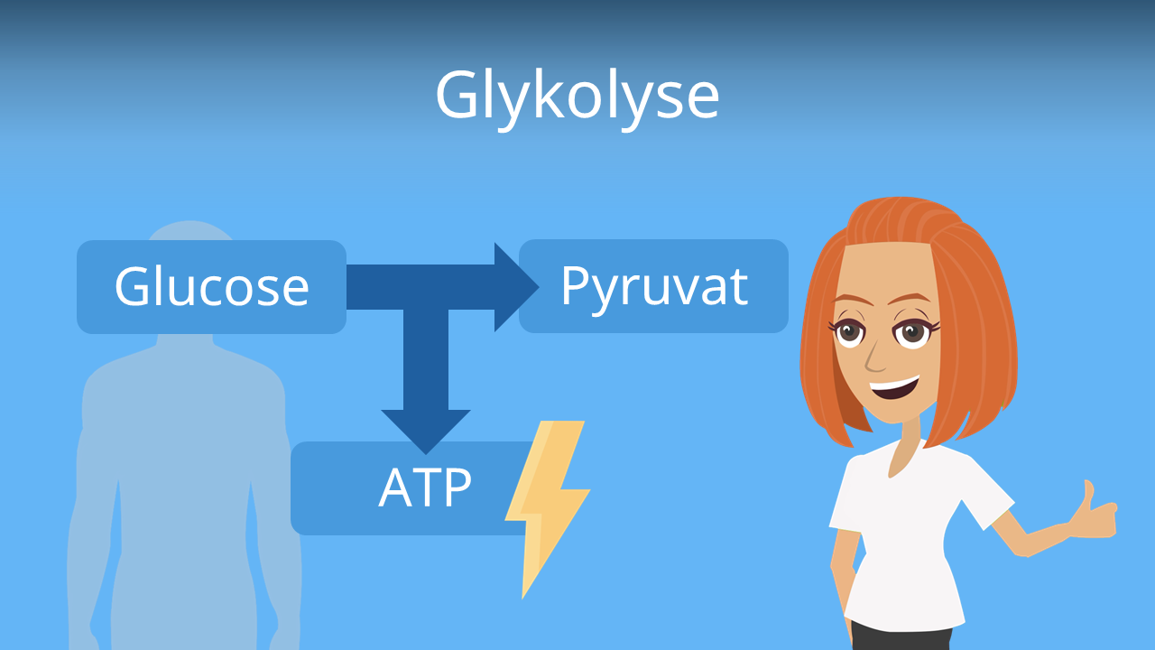 Glykolyse • Ablauf, Energiebilanz und Bedeutung · [mit Video]