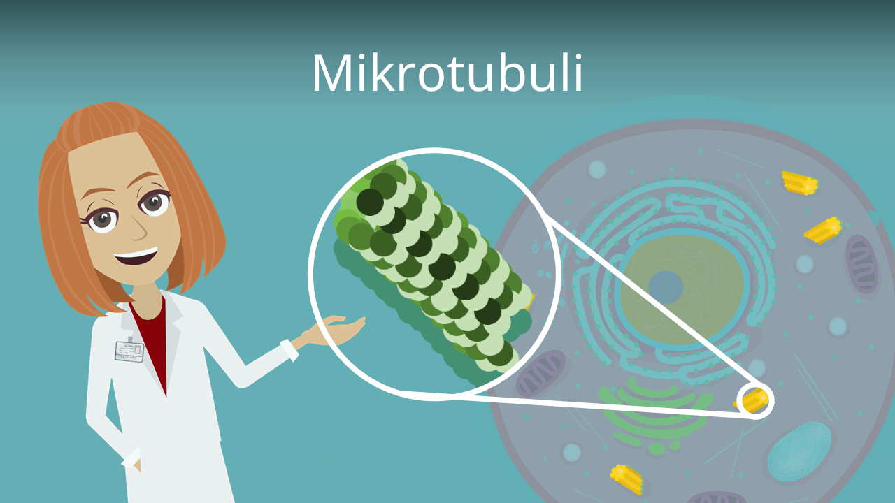 Mikrotubuli I Et Plantecellediagram Zytoskelett 9 1.3 Zytoskelett