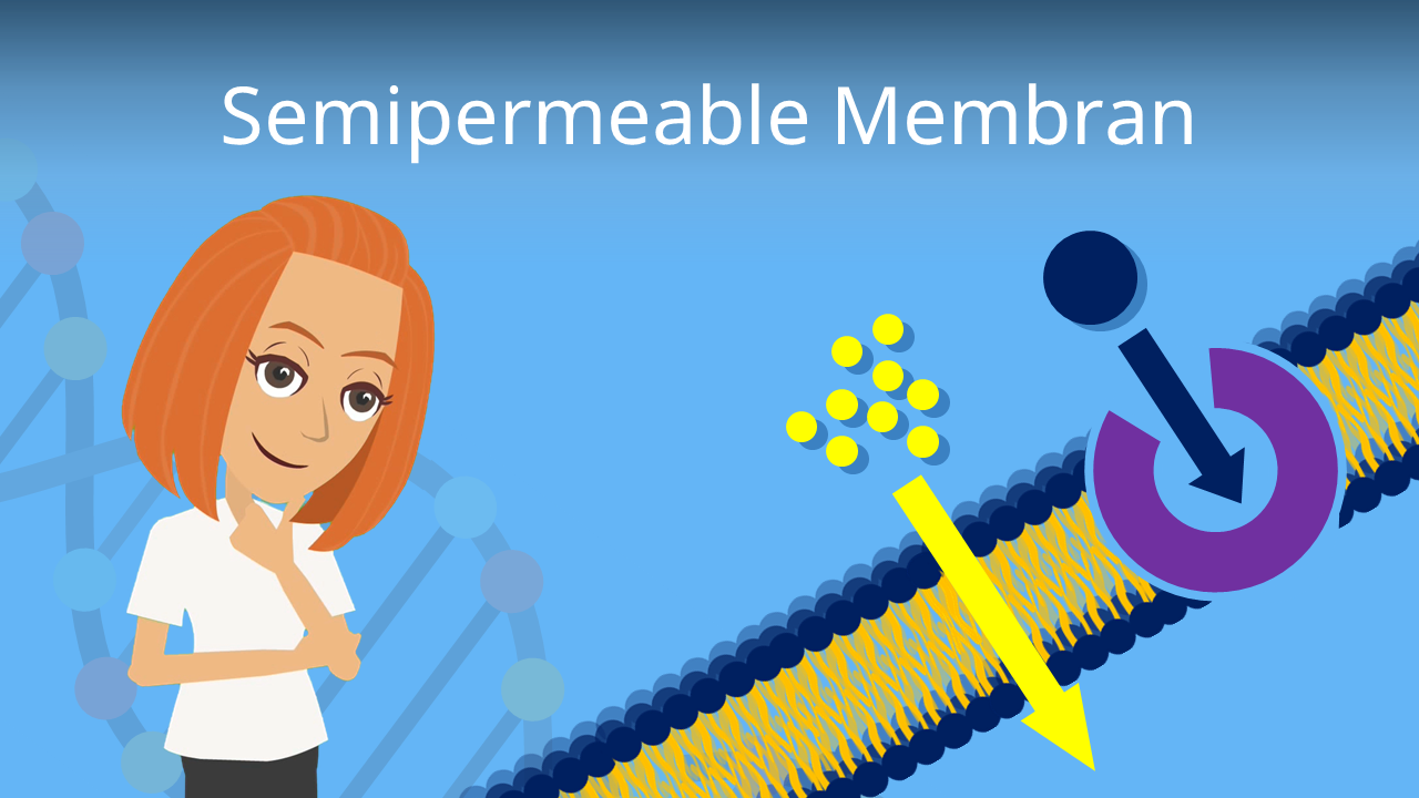 Semipermeable Membran • Definition, Stofftransport · [mit Video]