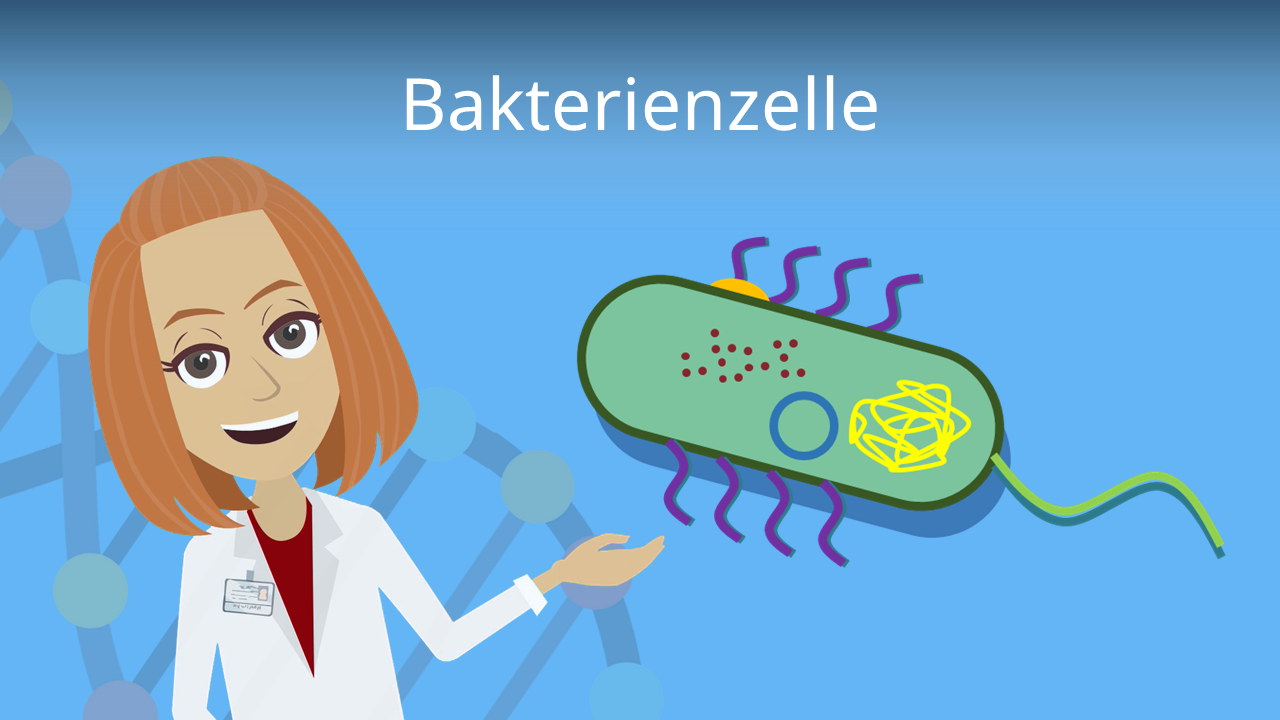 Bakterienzelle • Aufbau kompakt erklärt · [mit Video]