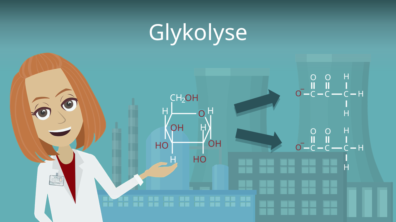 Glykolyse • Ablauf, Energiebilanz und Bedeutung · [mit Video]
