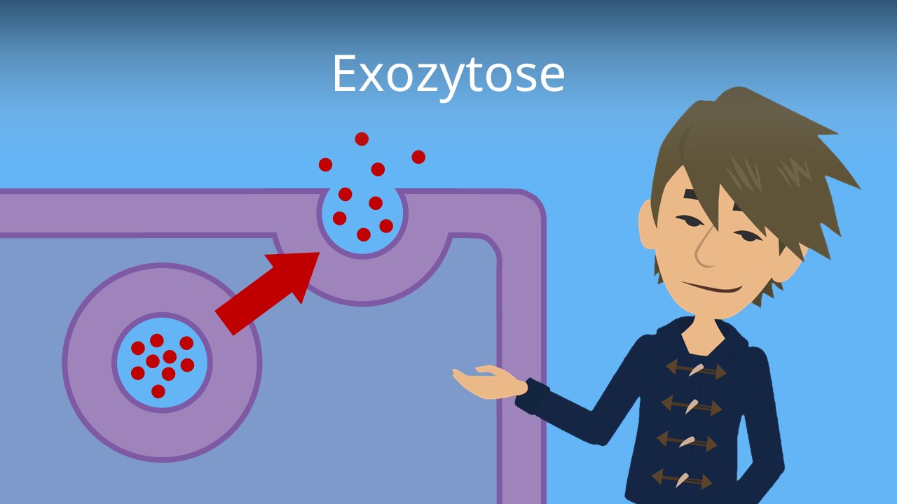 Exozytose • Ablauf, Formen und Funktion · [mit Video]