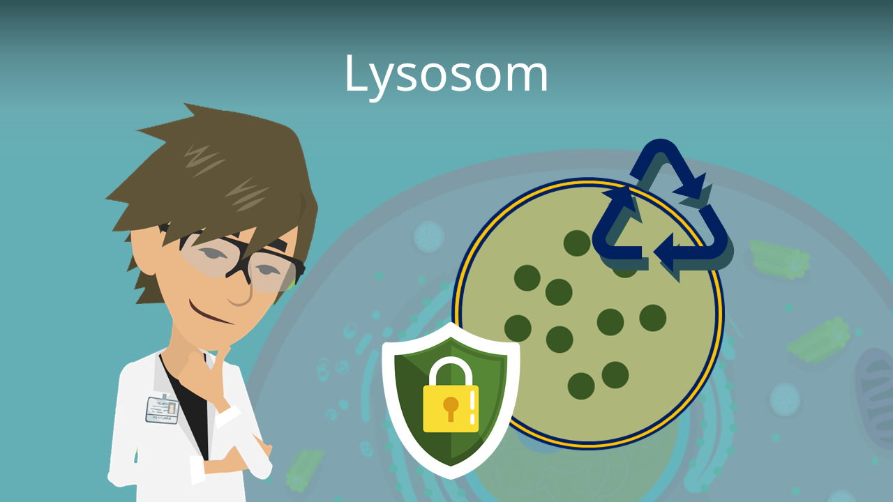 Lysosom • Entstehung, Aufbau und Funktion · [mit Video]