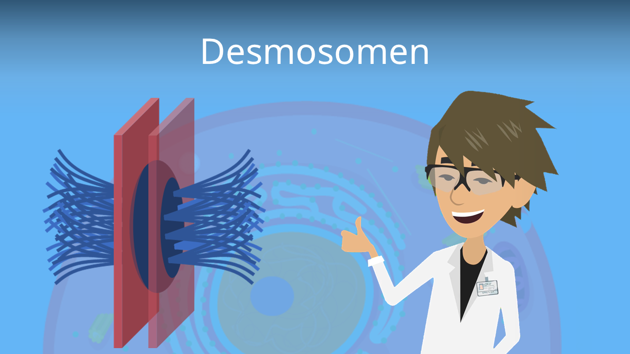 Desmosomen • Funktion, Hemidesmosomen · [mit Video]