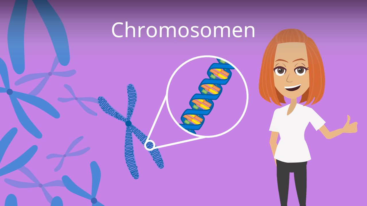 Chromosomen · Aufbau und Darstellung · [mit Video]