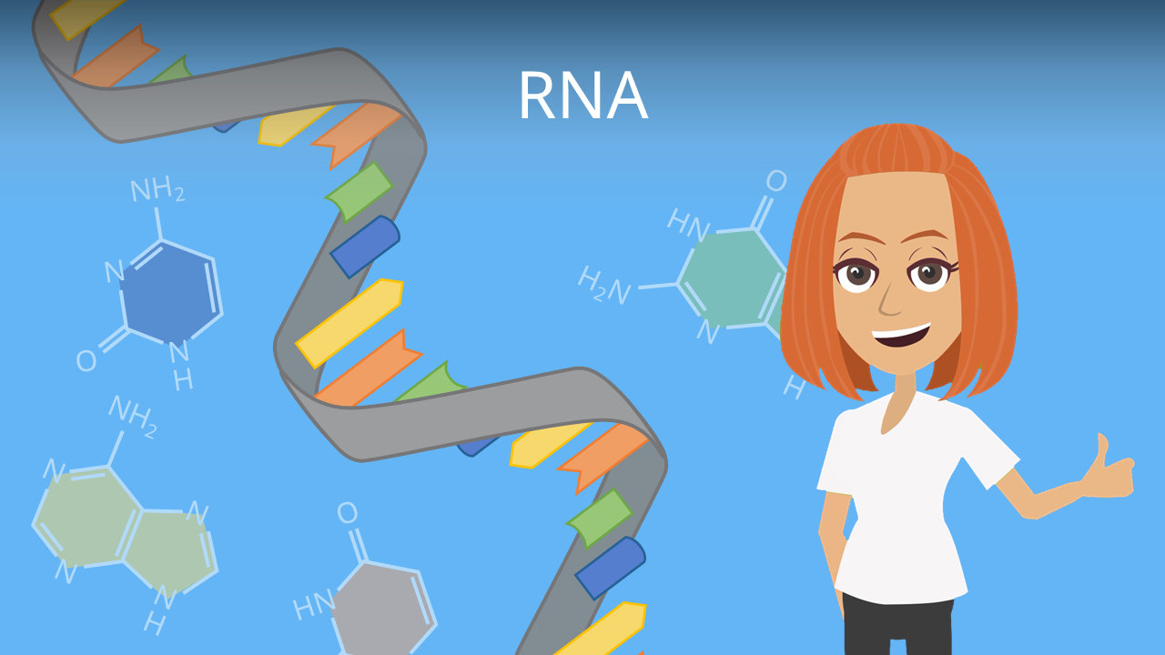 RNA - Ribonukleinsäure • Aufbau, Arten & Funktionsweise · [mit Video]