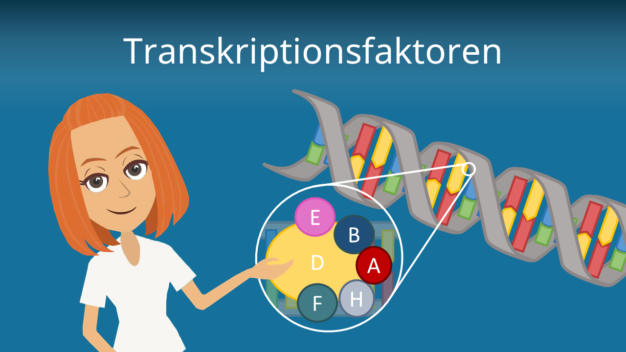 Transkriptionsfaktoren • allgemeine und spezifische Faktoren · [mit Video]