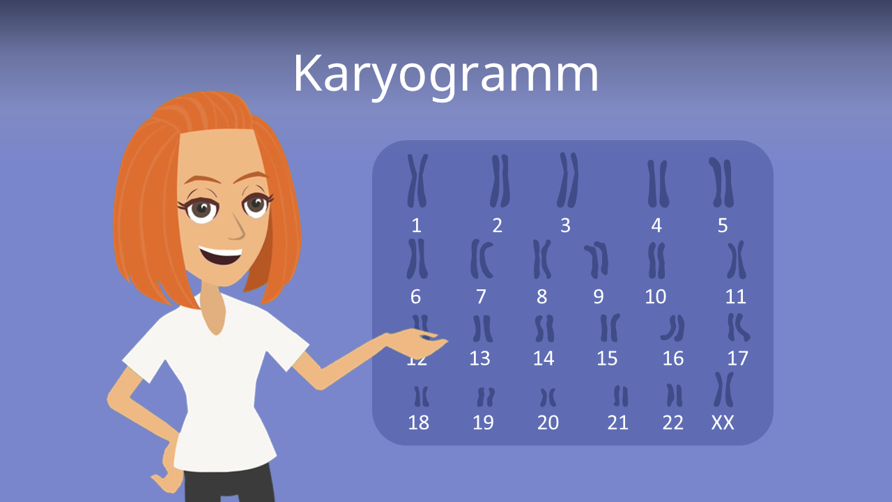 Karyogramm • Definition und Karyogramm Mensch · [mit Video]