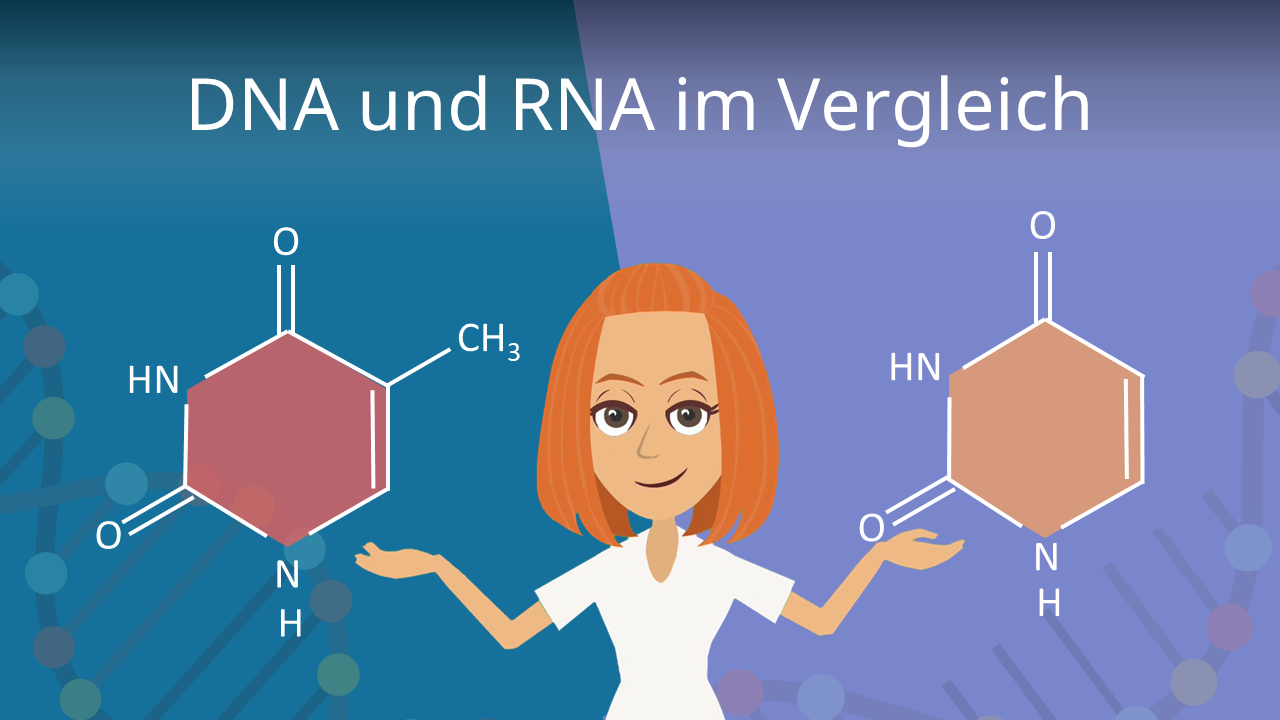 DNA und RNA im Vergleich • Unterschiede, Gemeinsamkeiten · [mit Video]
