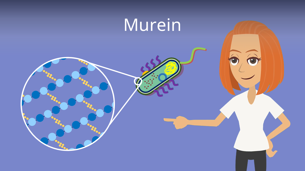 Murein • Peptidoglycan, Mureinsacculus · [mit Video]