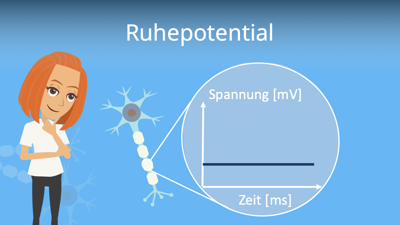 Ruhepotential • Definition, Ionenverteilung · [mit Video]