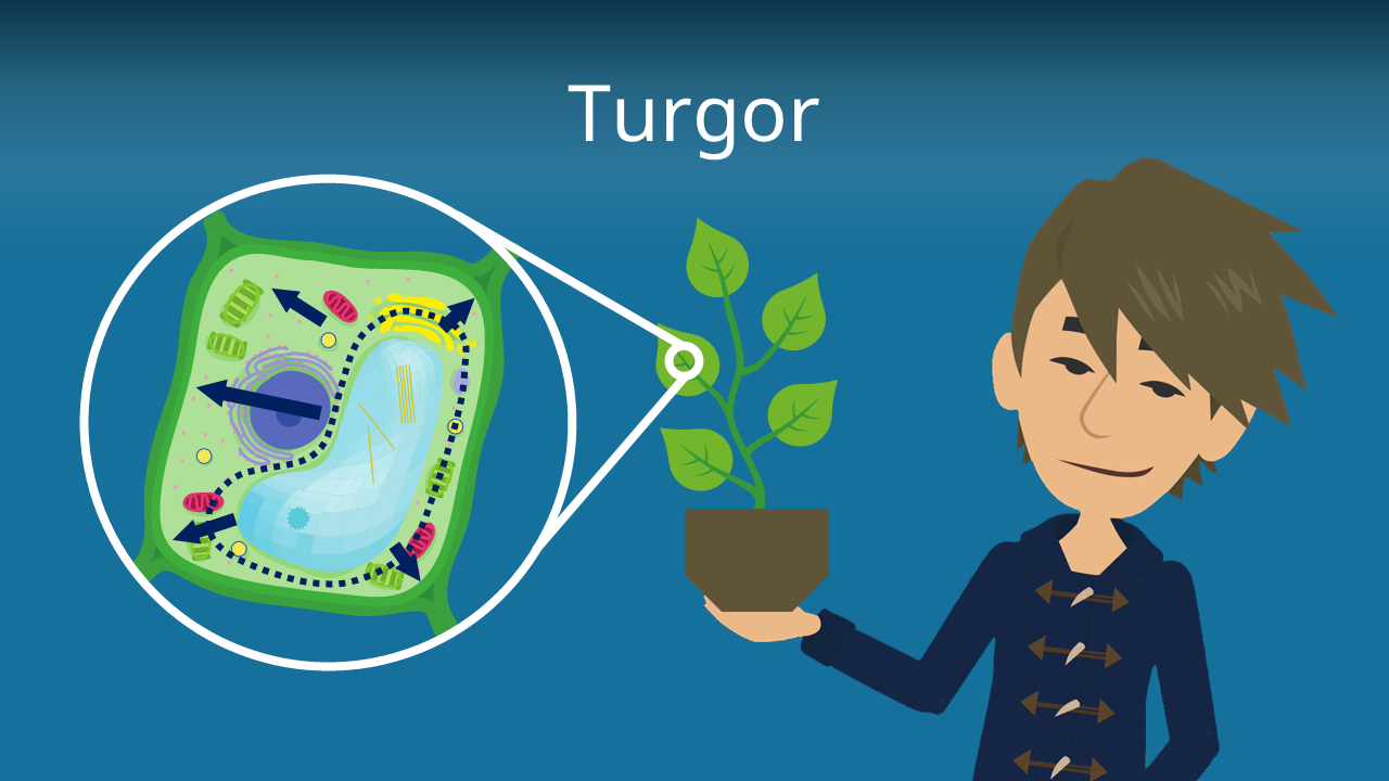 Turgor • einfach erklärt: Definition, Wirkung · [mit Video]