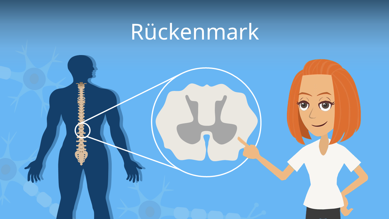Rückenmark • Aufbau, Querschnitt und Funktion · [mit Video]