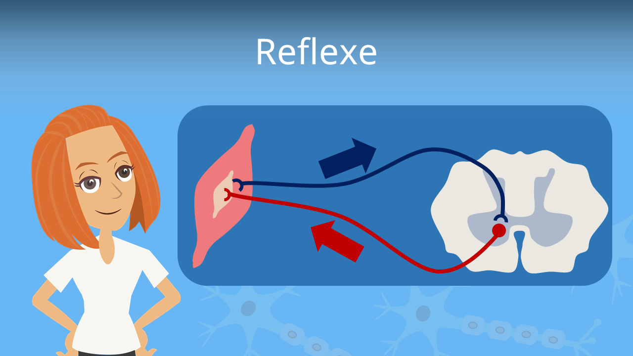 Reflexe • Definition, Ablauf und Beispiele · [mit Video]