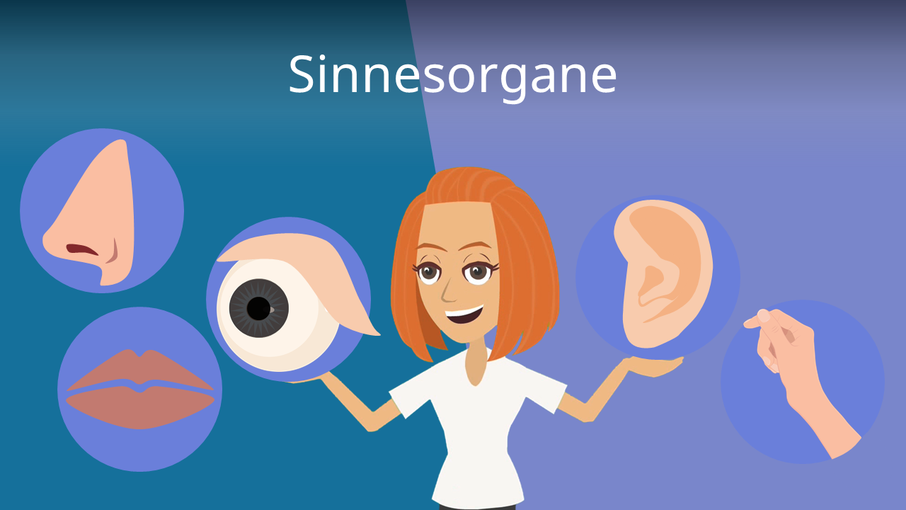 Sinnesorgane • Sinne des Menschen einfach erklärt · [mit Video]