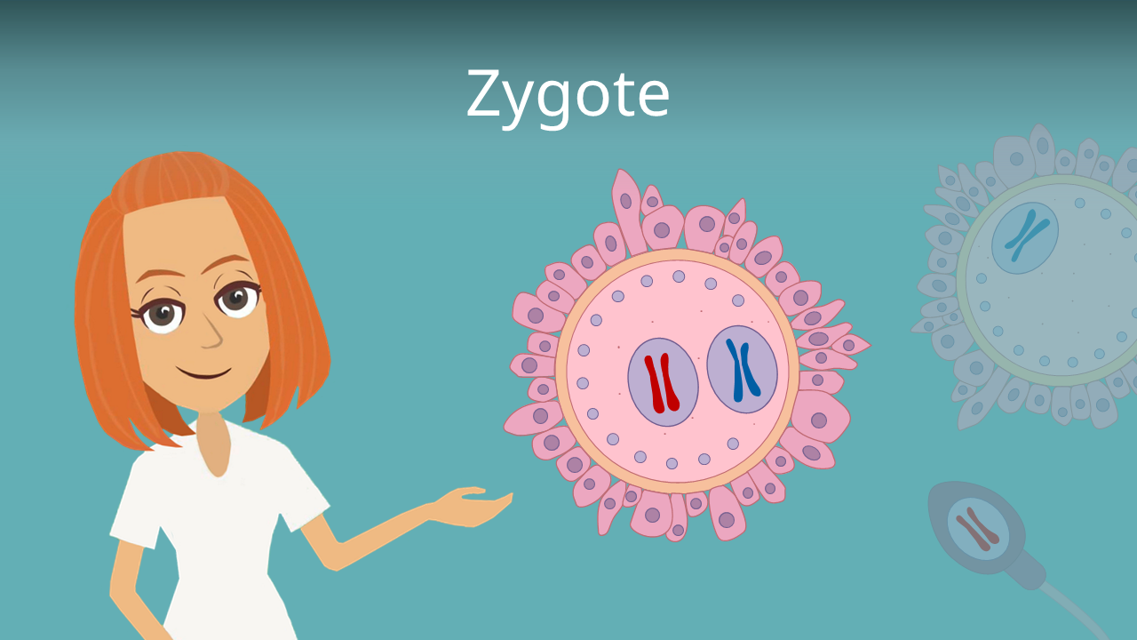Zygote • Definition, Entstehung und Entwicklung · [mit Video]