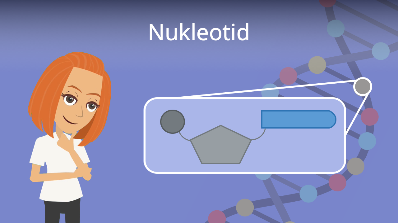 Nukleotid • Definition, Aufbau und DNA/RNA · [mit Video]