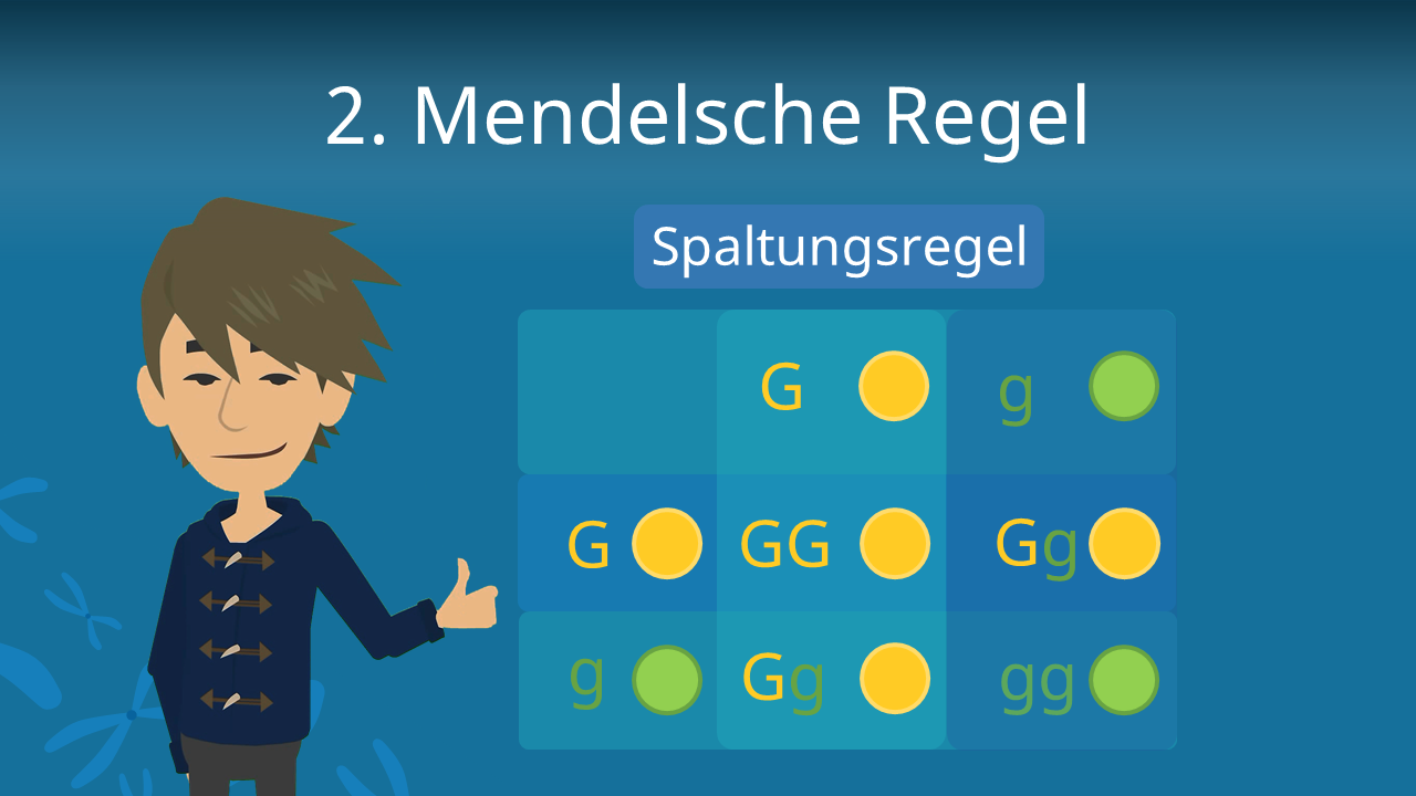 2. Mendelsche Regel (Spaltungsregel) • einfach erklärt · [mit Video]