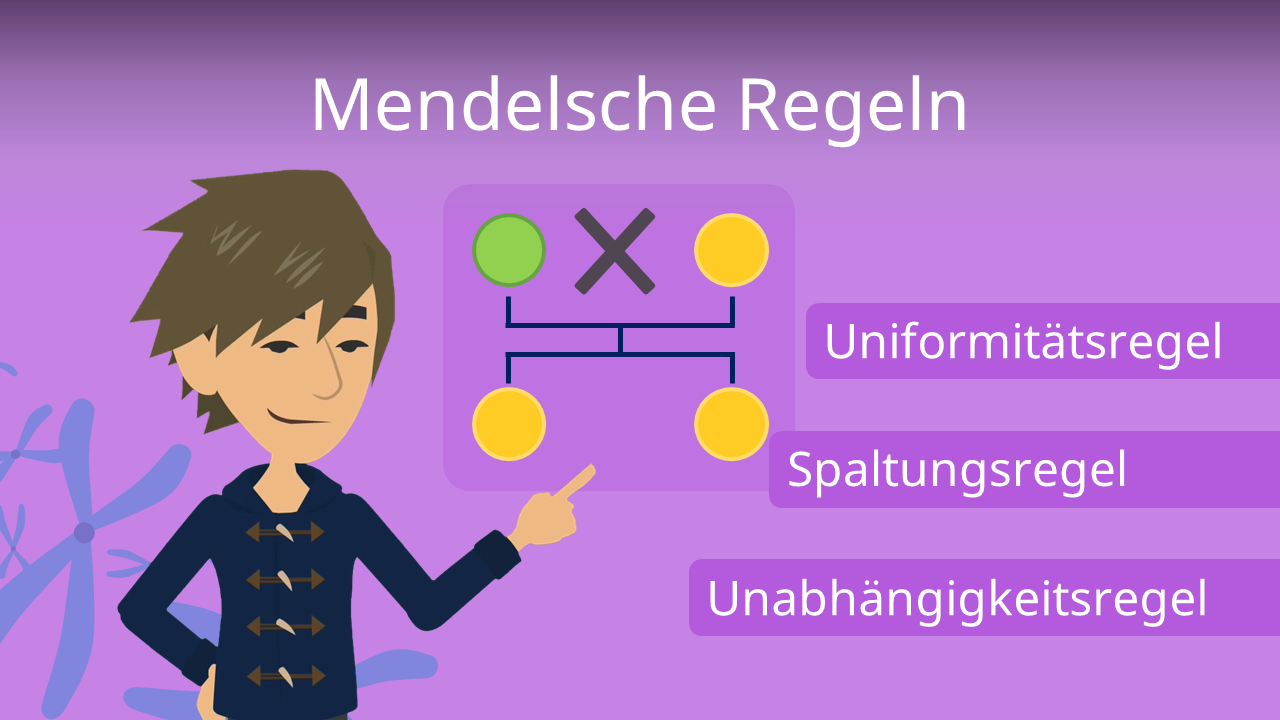 Mendelsche Regeln • Mendels Regeln im Überblick · [mit Video]