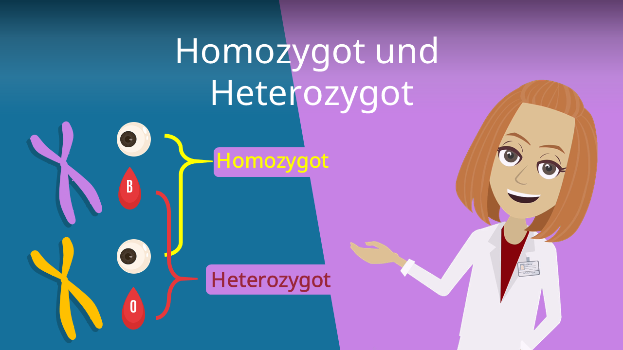 Homozygot und Heterozygot • Definition, Genotyp und Beispiele · [mit Video]
