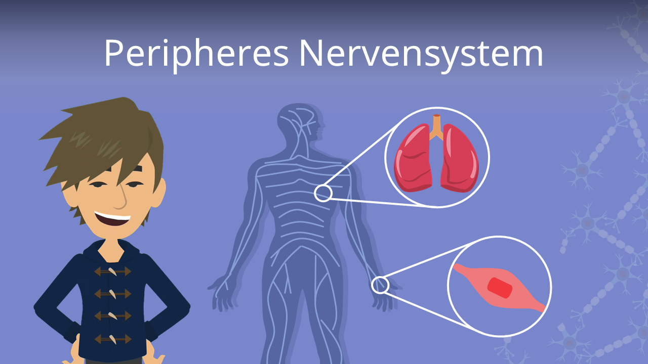 Peripheres Nervensystem • Aufbau und Erkrankungen · [mit Video]