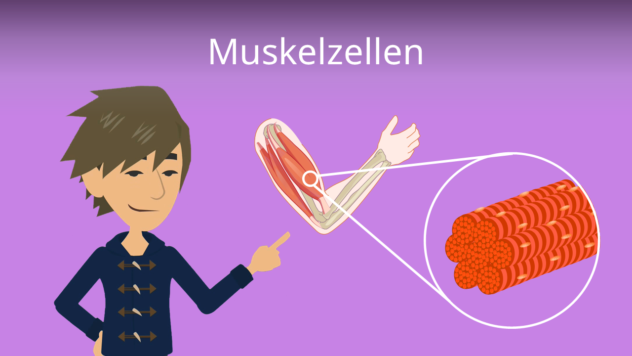 Muskelzellen • Einteilung, Aufbau und Funktion · [mit Video]