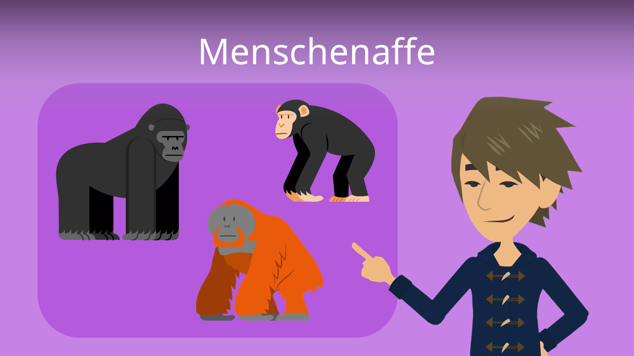Menschenaffe • Steckbrief, Mensch und Menschenaffe · [mit Video]