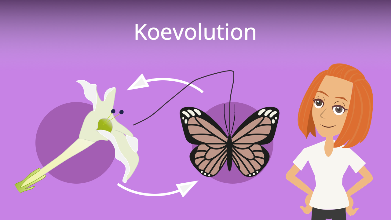 Koevolution • Definition und Beispiele · [mit Video]