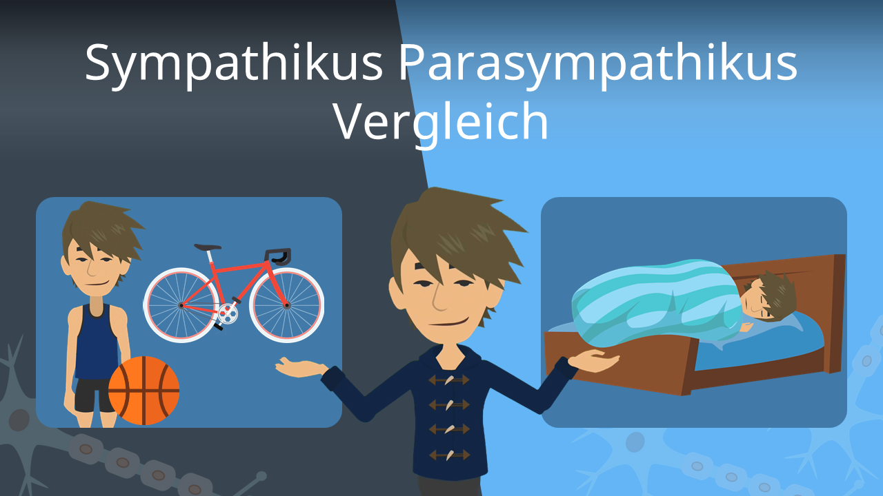 Sympathikus Parasympathikus Vergleich • mit Tabelle · [mit Video]