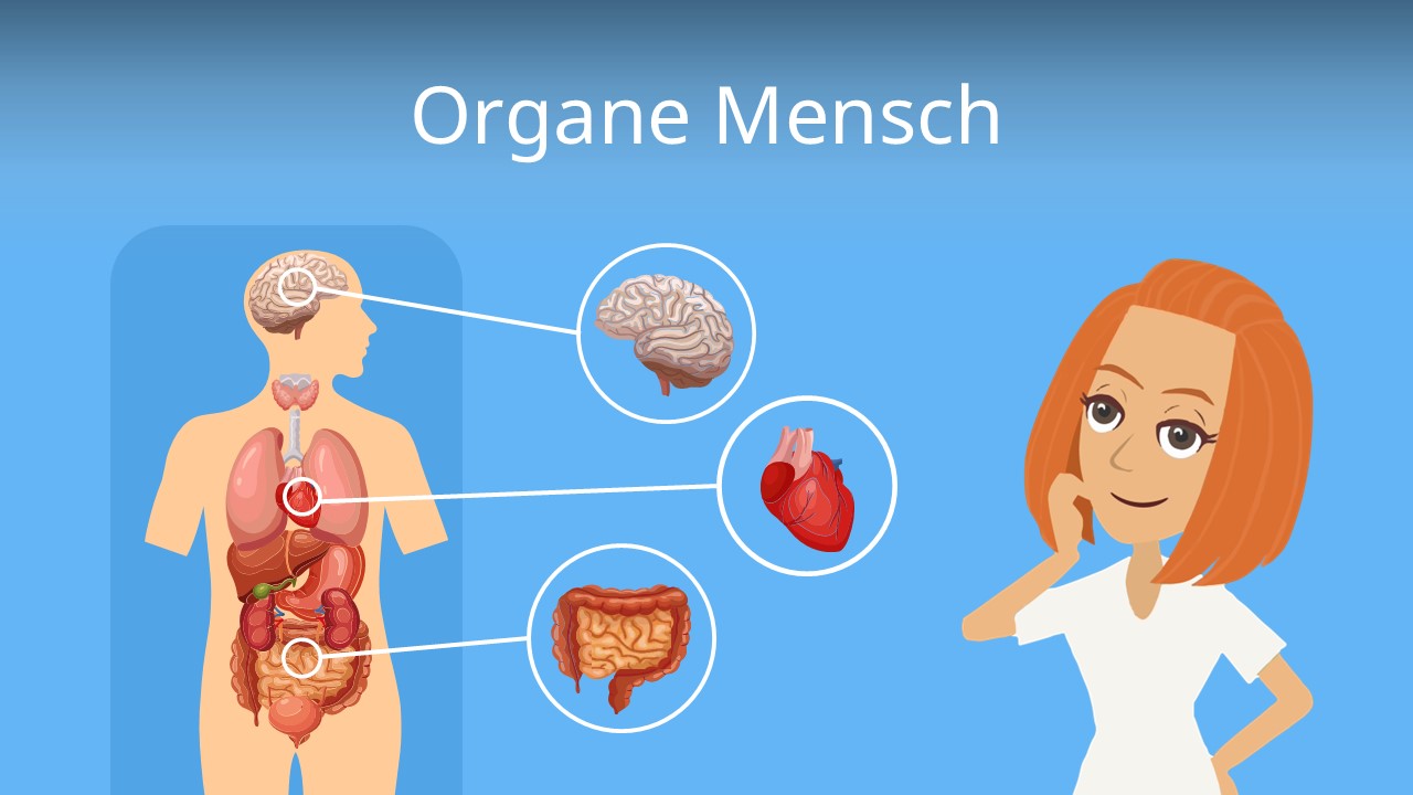 Organe Mensch · [mit Video]