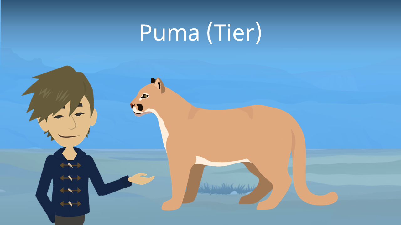 Puma (Tier) • Merkmale, schwarzer Puma · [mit Video]