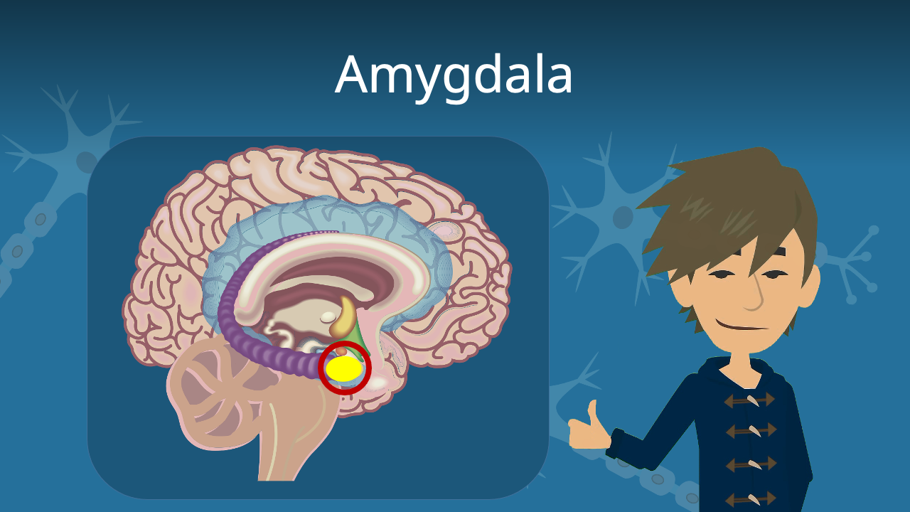 Amygdala • einfach erklärt: Funktion und Struktur · [mit Video]
