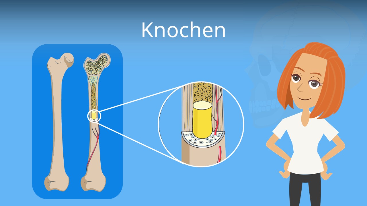 Knochen • Aufbau, Arten, Funktion und Wachstum · [mit Video]