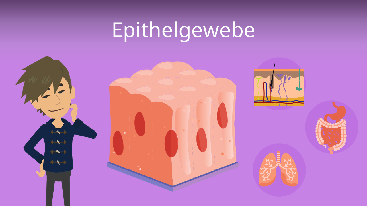 Epithelgewebe • Arten und Funktion · [mit Video]