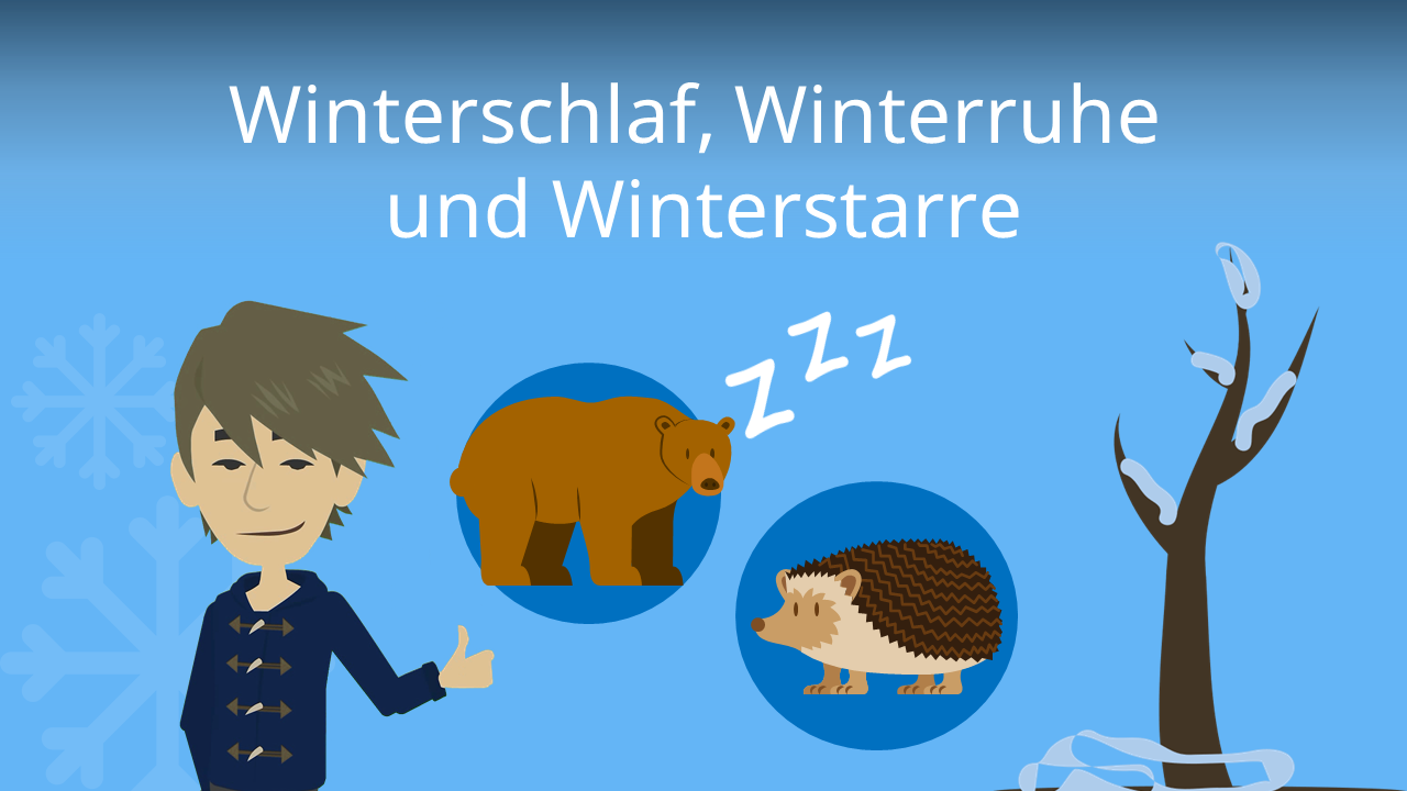 Winterschlaf, Winterruhe und Winterstarre • einfach erklärt · [mit Video]