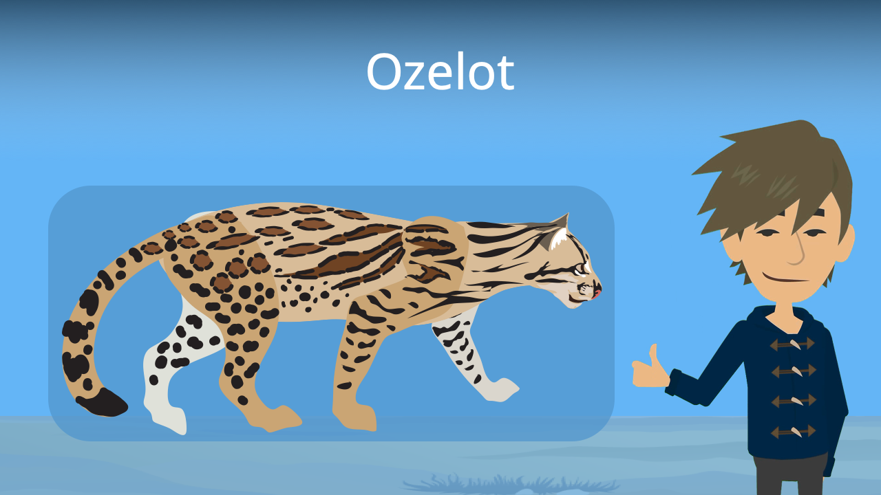 Was ist ein Ozelot? • Steckbrief & Eigenschaften · [mit Video]