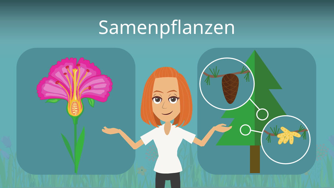 Samenpflanzen • Aufbau, Bedecktsamer, Nacktsamer · [mit Video]
